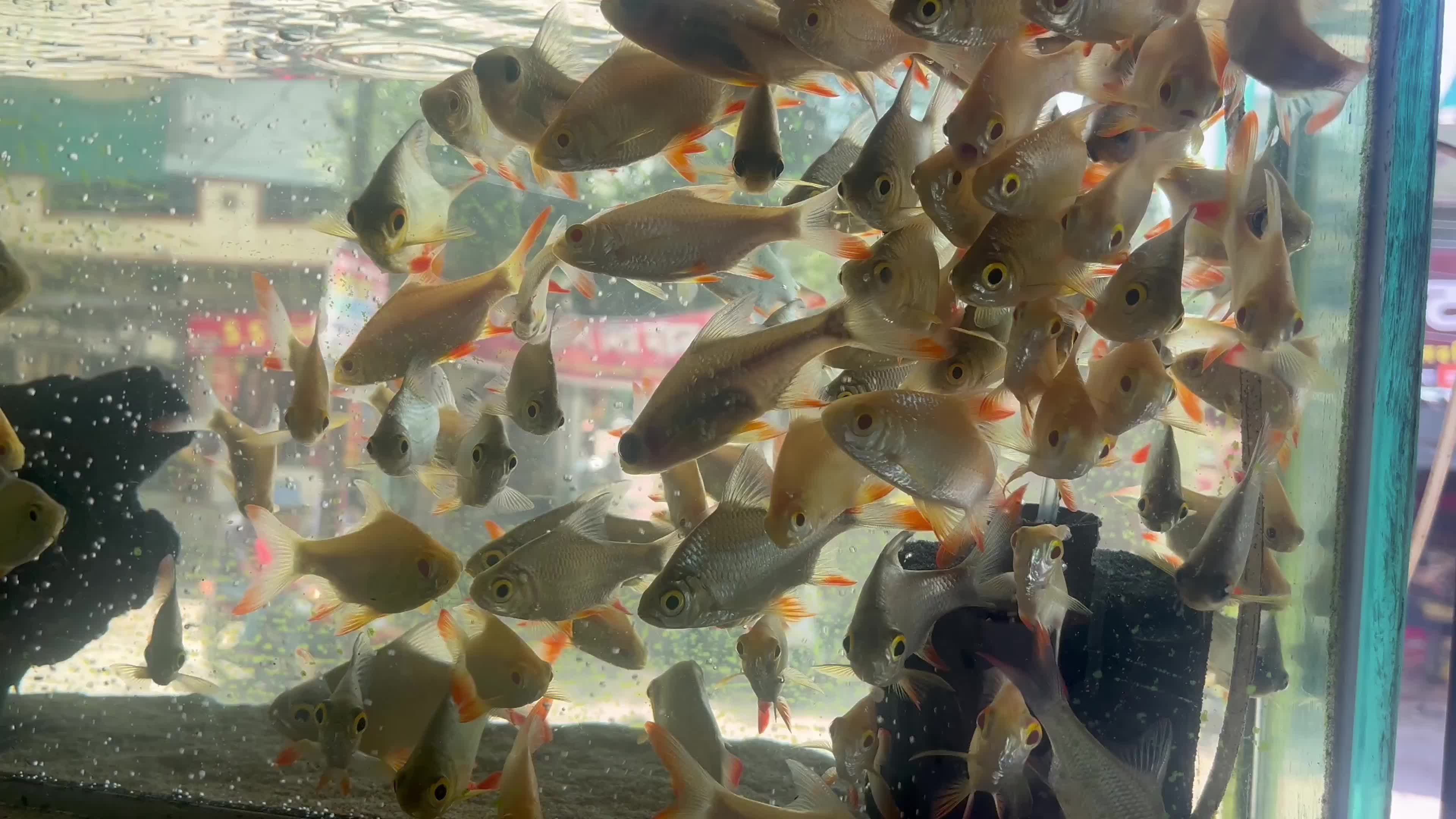 Dolphin Fish Aquarium in Khandoba Galli,Latur - Best Fish Tank Dealers ...