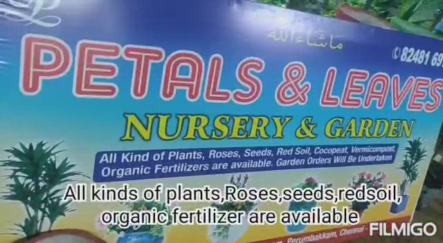 PETALS & LEAVES NURSERY & GARDEN in Perumbakkam,Chennai - Best Plant ...