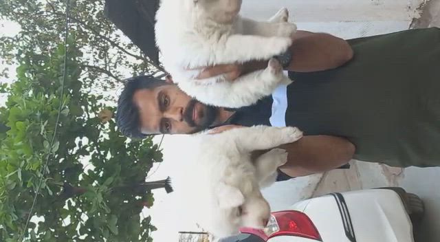 Pets Hub in Sudama Nagar,Indore - Best Pet Shops For Dog in Indore ...